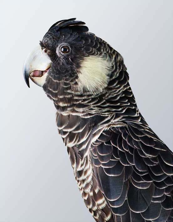 Rex Baudins Cockatoo | Olsen Gallery Sydney